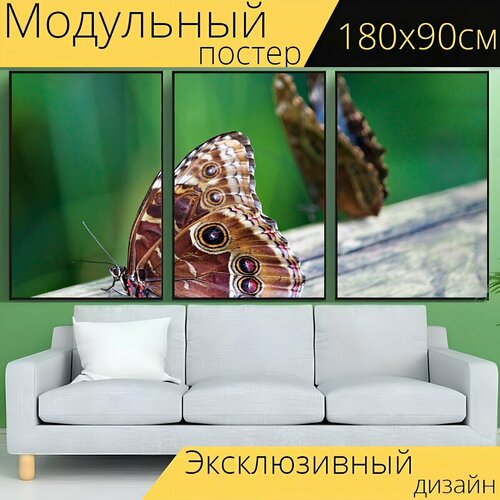 Модульный постер "Бабочка, насекомое, экзотика" 180 x 90 см. для интерьера