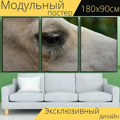 Модульный постер "Верблюд, глаз, животное" 180 x 90 см. для интерьера