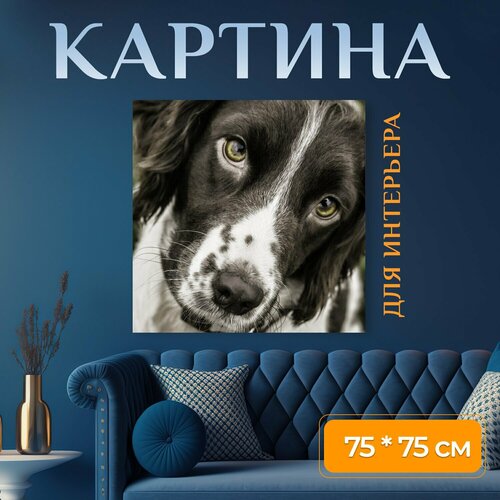 Картина на холсте "Собака, спрингер, лицо" на подрамнике 75х75 см. для интерьера