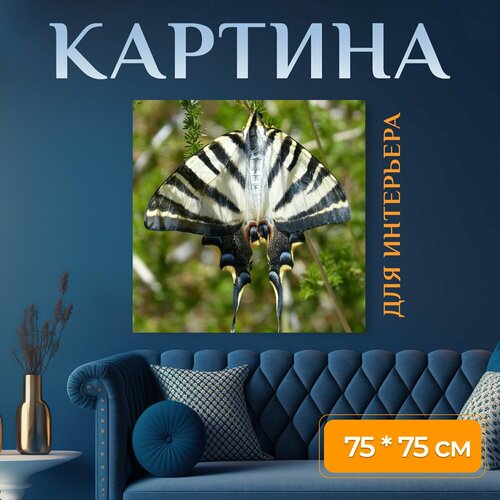Картина на холсте "Папилио махаон, королева бабочка, макаон" на подрамнике 75х75 см. для интерьера
