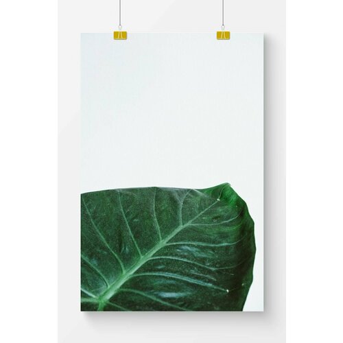 Постер для интерьера Postermarkt, 50х70 см в тубусе, постер Растение #79