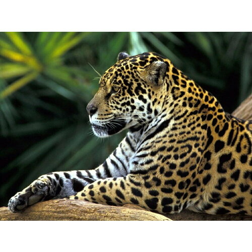 Плакат, постер на бумаге Jaguar/Ягуар/животные. Размер 21 х 30 см