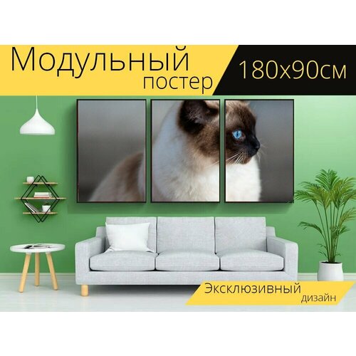 Модульный постер "Кошка, сиамский, синий" 180 x 90 см. для интерьера