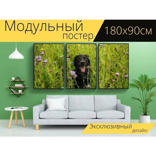 Модульный постер "Лабрадор, луг, собака" 180 x 90 см. для интерьера