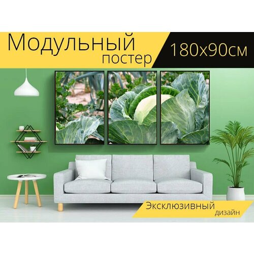Модульный постер "Капуста, овощи, овощ" 180 x 90 см. для интерьера