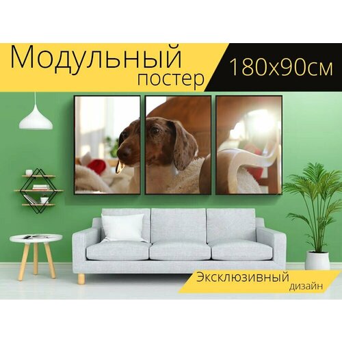 Модульный постер "Собака, мило, отечественные" 180 x 90 см. для интерьера