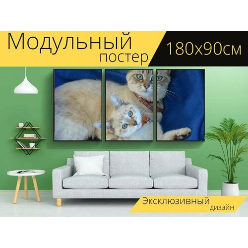 Модульный постер "Котенок, кот, котенок с мамой" 180 x 90 см. для интерьера