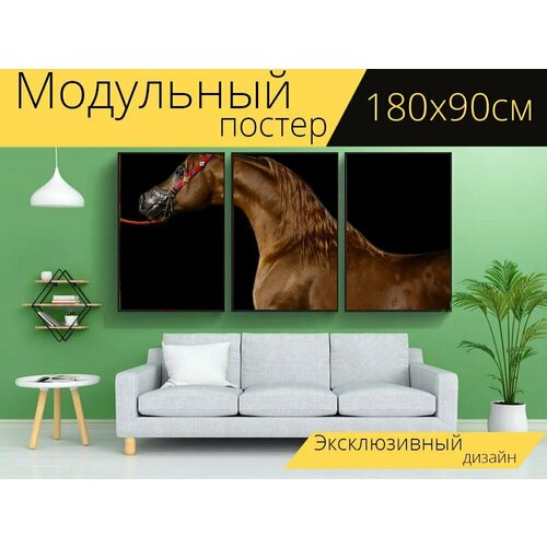 Модульный постер "Лошадь, арабский, животное" 180 x 90 см. для интерьера