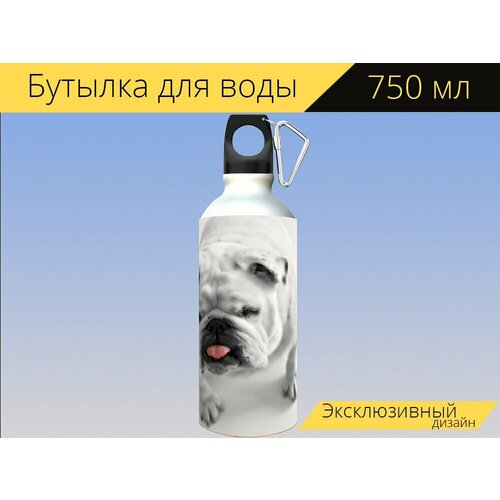 Бутылка фляга для воды "Собака, бульдог, белый" 750 мл. с карабином и принтом