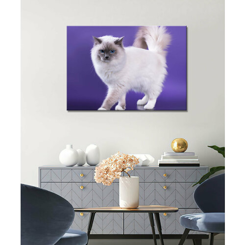 Картина - кошка, рэгдолл, домашняя кошка, ласковая кошка, кот (256) 50х70