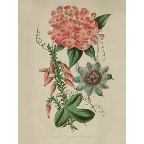 Плакат, постер на холсте Bosmelia Pubra, Juculia Gratissima, Passiflora Onychina/искусство/арт/абстракция/творчество. Размер 21 х 30 см
