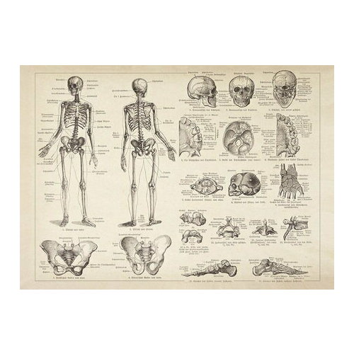 Плакат, постер на бумаге анатомический, медицинский принт. Строение человека. Скелет человека. Размер 30 х 42 см