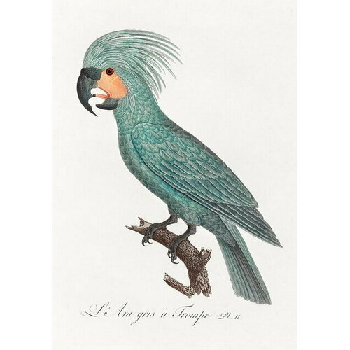 Плакат, постер на бумаге Родригесский ожереловый попугай. Исчезнувший вид птиц из семейства Psittaculidae. Размер 21 х 30 см