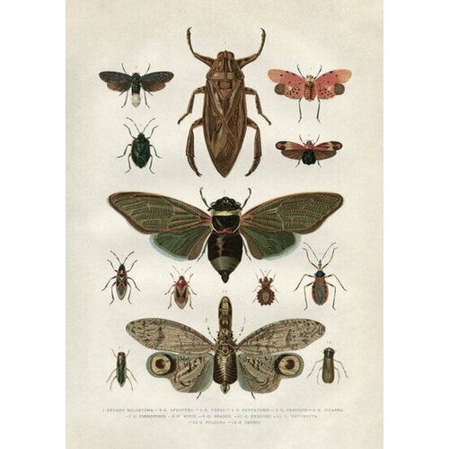 Плакат, постер на холсте энтомология жуки. Размер 42 х 60 см