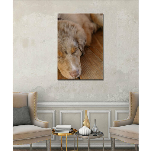 Картина - Австралийская овчарка, аусси, аусси собака, овчарка аусси, аусси шерсть, аусси мордочка, красивая аусси спит (56) 40х60