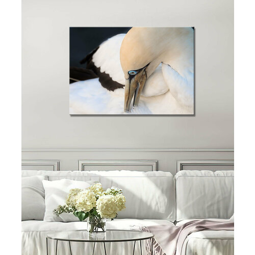 Картина - Олуша, птица олуша, олуша северная птица (9) 40х60