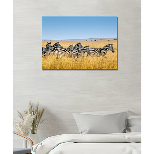 Картина - Зебры, полосатая зебра, красивая зебра, зебры в саванне (44) 60х80