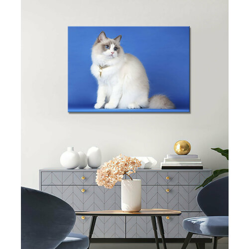 Картина - кошка, рэгдолл, домашняя кошка, ласковая кошка, кот (260) 40х60