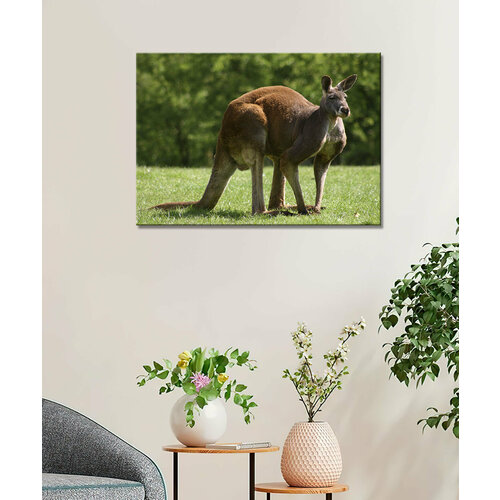 Картина - кенгуру, большой кенгуру, взрослый кенгуру, кенгуру на траве, кенгуру в природе (36) 40х60