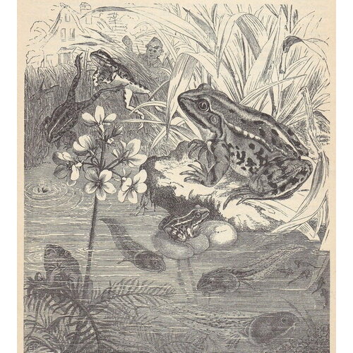 Плакат, постер на бумаге обыкновенная лягушка/жаба/иллюстрация. Размер 21 х 30 см