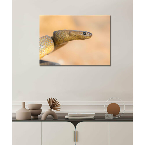 Картина - змея, тайпан, жестокая змея, ядовитая змея, большая змея, кожа змеи (9) 50х70
