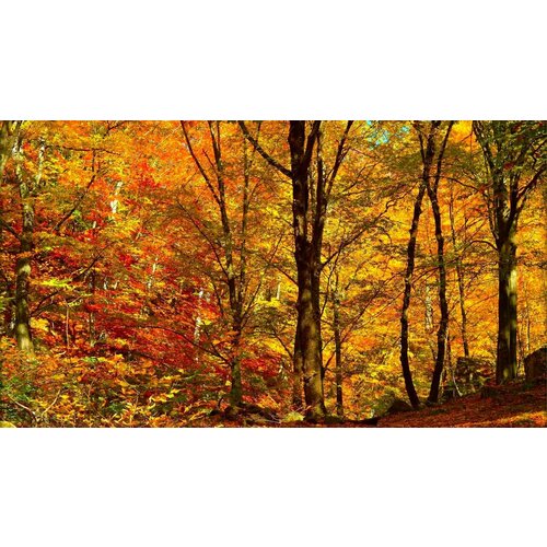 Картина на холсте 60x110 Альянс Лес "Осень Деревья Trees Leaves" на подрамнике / интерьер/ декор
