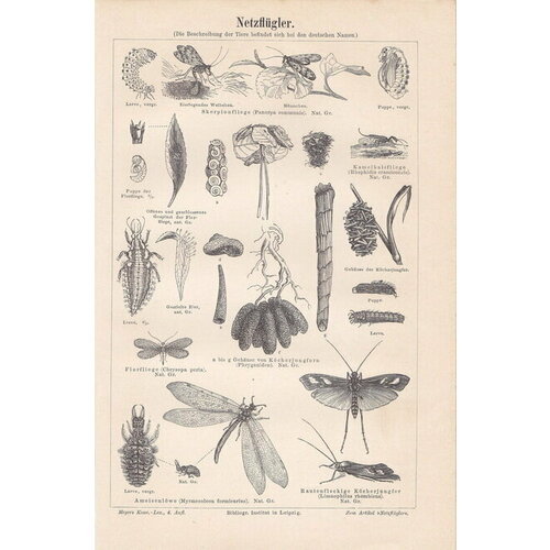 Плакат, постер на холсте из гусеницы в бабочку/иллюстрация. Размер 60 х 84 см