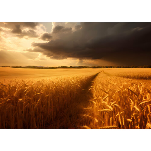 Постер - "Золотые поля пшеницы"на самоклеющейся / А1 / в тубусе без рамы