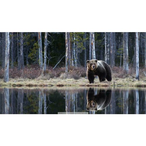 Картина на холсте 60x110 Альянс Лес "Медведь в росии" на подрамнике / интерьер/ декор