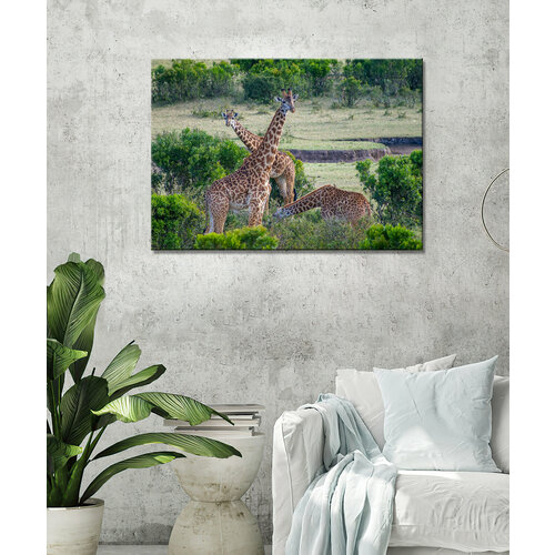 Картина - Жираф, жирафы, африка, жирафы закат, природа жирафы (32) 50х70