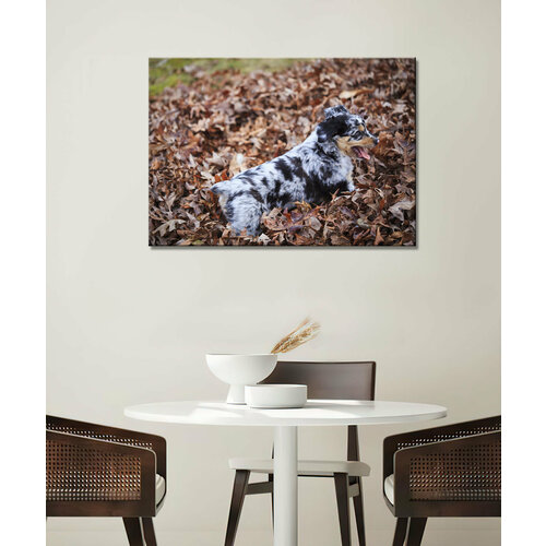 Картина - Австралийская овчарка, аусси, аусси собака, овчарка аусси, аусси шерсть, аусси мордочка, забавный аусси щенок, аусси щеночек (60) 40х60