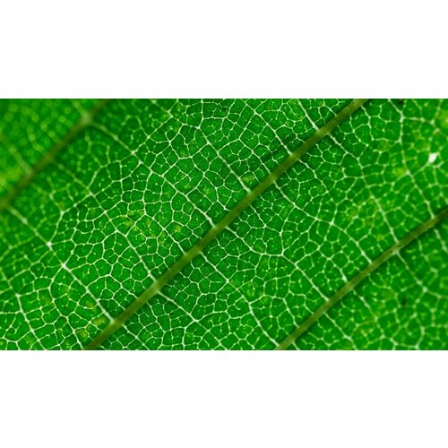 Картина на холсте 60x110 Альянс Лес "Жилки лист зеленый" на подрамнике / интерьер/ декор
