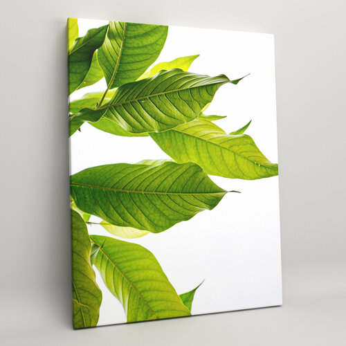 Картина на холсте (интерьерный постер) "Сочная зелень - дерево лимон" растения, с деревянным подрамником, размер 45x60 см