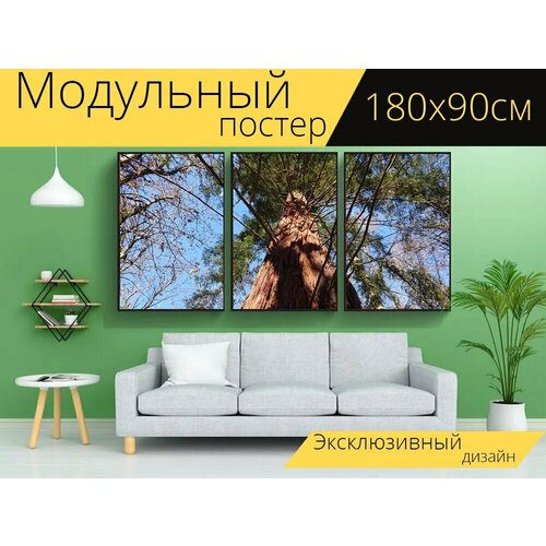 Модульный постер "Секвойя, лес, вечнозеленый" 180 x 90 см. для интерьера