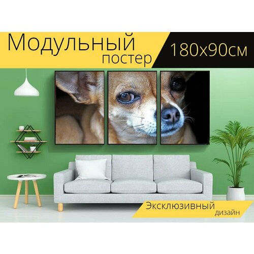 Модульный постер "Собака, чихуахуа, глаза собаки" 180 x 90 см. для интерьера
