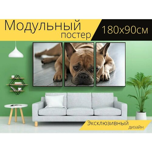 Модульный постер "Французский бульдог, собака, домашнее животное" 180 x 90 см. для интерьера