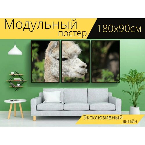 Модульный постер "Альпака, портрет животных, закрывать" 180 x 90 см. для интерьера