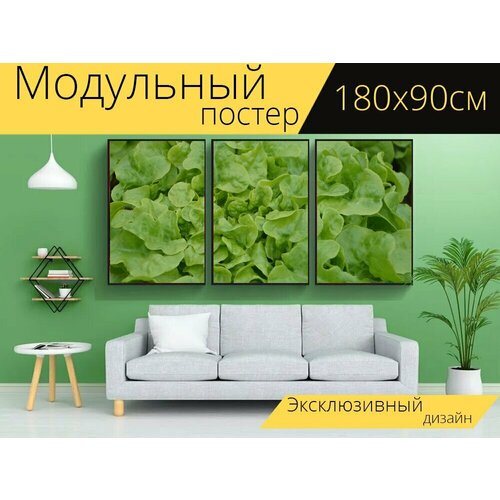 Модульный постер "Салат, латук, еда" 180 x 90 см. для интерьера
