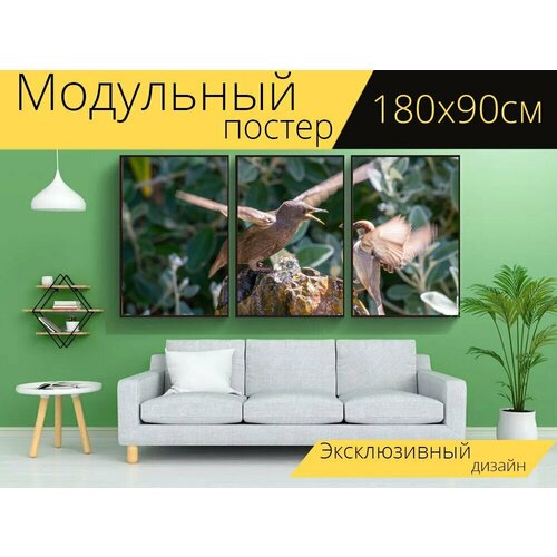 Модульный постер "Скворец, воробей, птица" 180 x 90 см. для интерьера