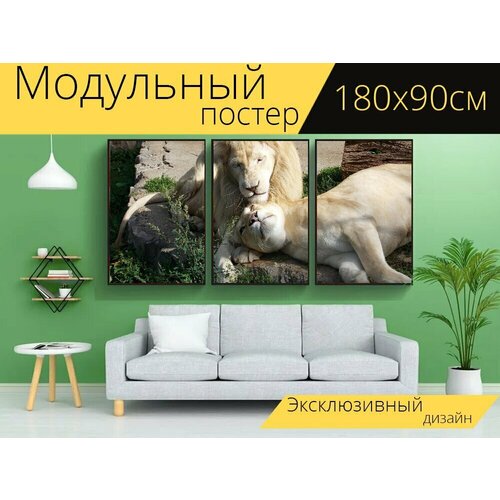 Модульный постер "Белый лев, львы, львица" 180 x 90 см. для интерьера
