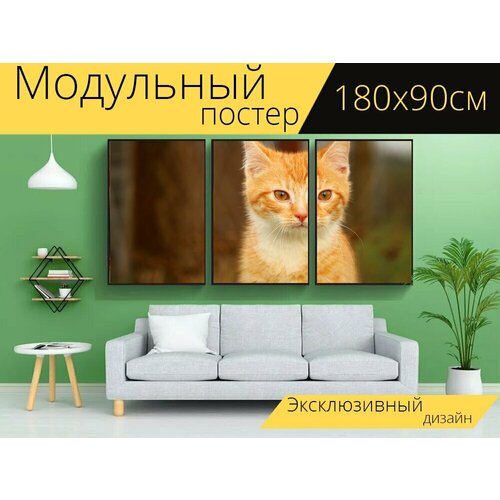 Модульный постер "Кот, котенок, трава" 180 x 90 см. для интерьера