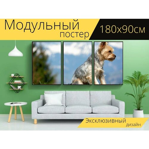 Модульный постер "Собака, йоркширский терьер, сидя" 180 x 90 см. для интерьера