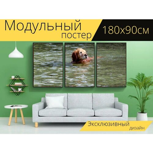 Модульный постер "Золотистый ретривер, животное, собака" 180 x 90 см. для интерьера