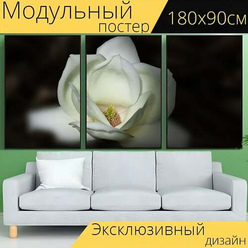 Модульный постер "Магнолия, цветок, завод" 180 x 90 см. для интерьера