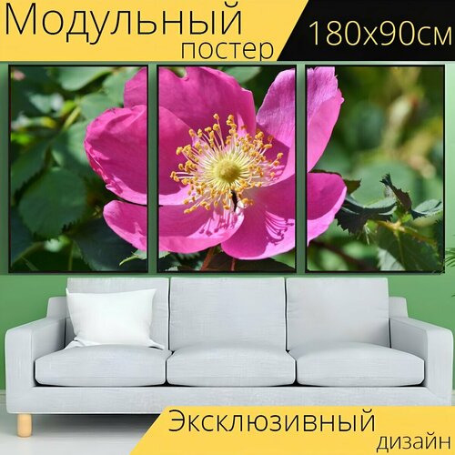 Модульный постер "Анемон, роза, цвести" 180 x 90 см. для интерьера