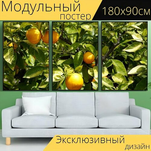Модульный постер "Апельсины, фрукты, апельсиновое дерево" 180 x 90 см. для интерьера