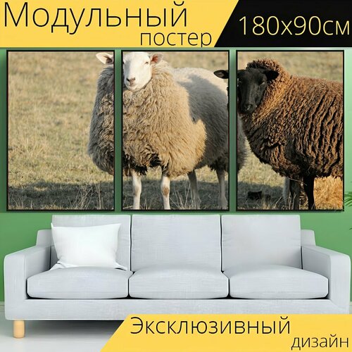 Модульный постер "Овец, сельскохозяйственное животное, две овцы" 180 x 90 см. для интерьера