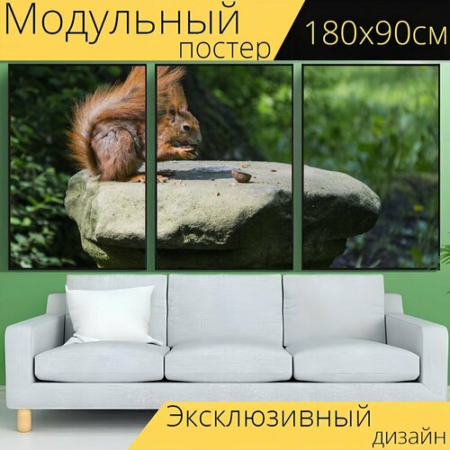 Модульный постер "Белка, животное, парк" 180 x 90 см. для интерьера