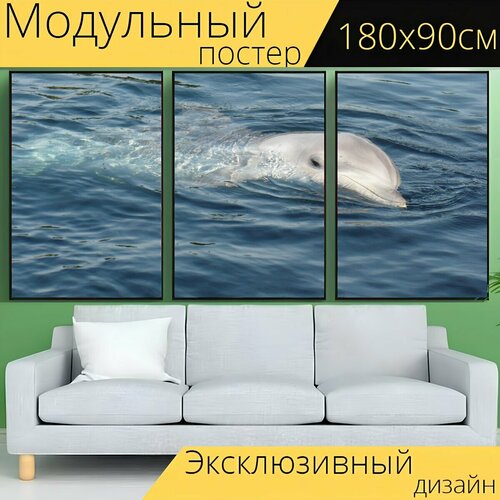 Модульный постер "Дельфин, воды, дельфинарий" 180 x 90 см. для интерьера