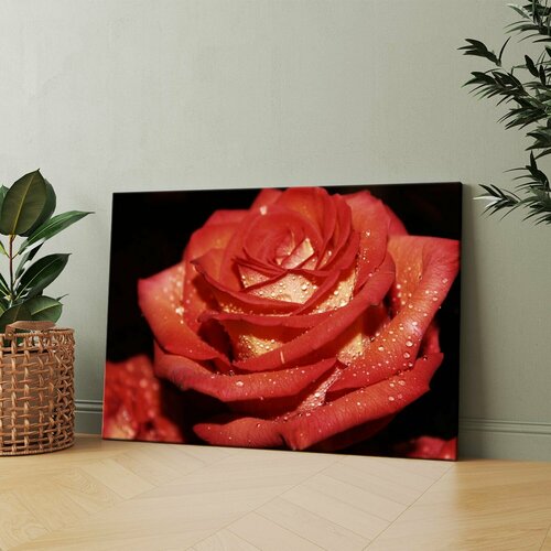 Картина на холсте (Роза троянда, красивая, красные, цветы, шикарные) 30x40 см. Интерьерная, на стену.